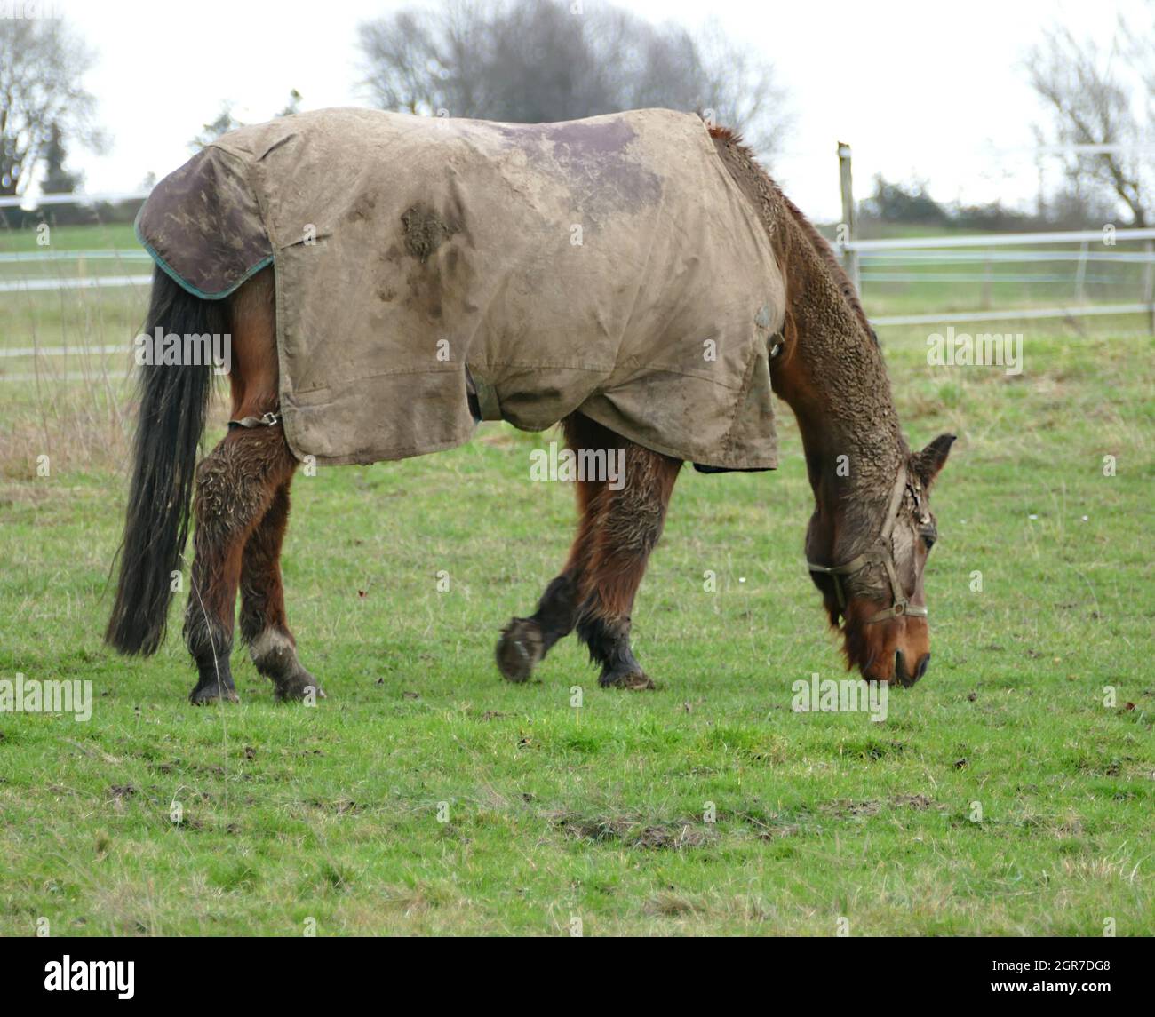 Dirty Horse High Resolution Stock Photography and Images - Alamy
