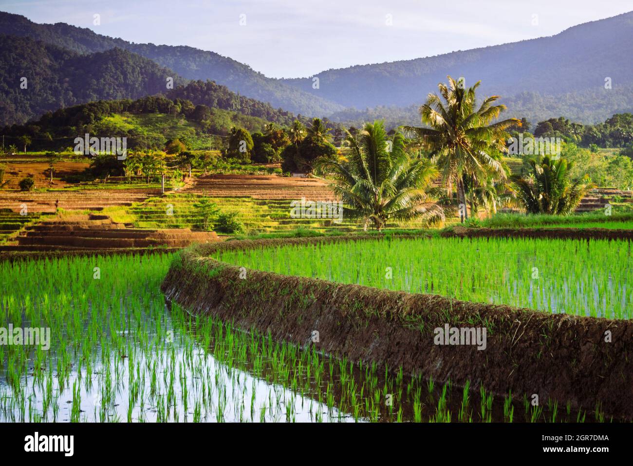 Panoramic Views Of Rice Fields In The Morning With Rice Terraces And ...