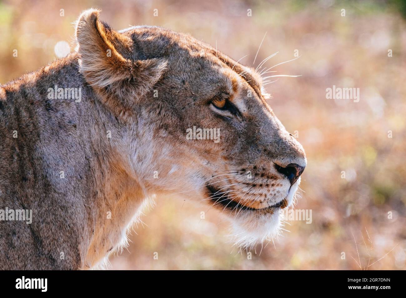 Lioness Side Profile