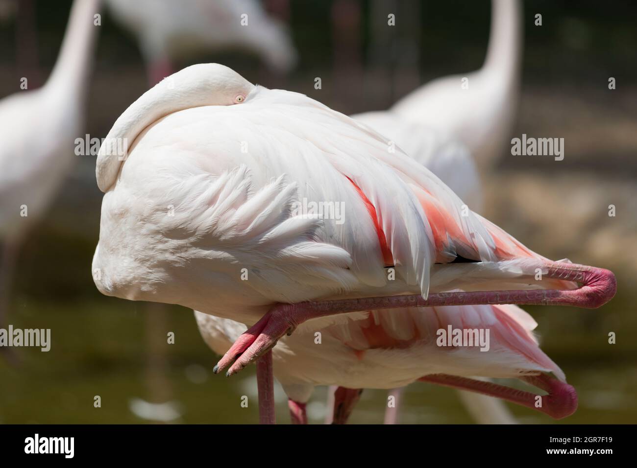 Pink flamingo in farm High Resolution Stock Photography and Images - Alamy