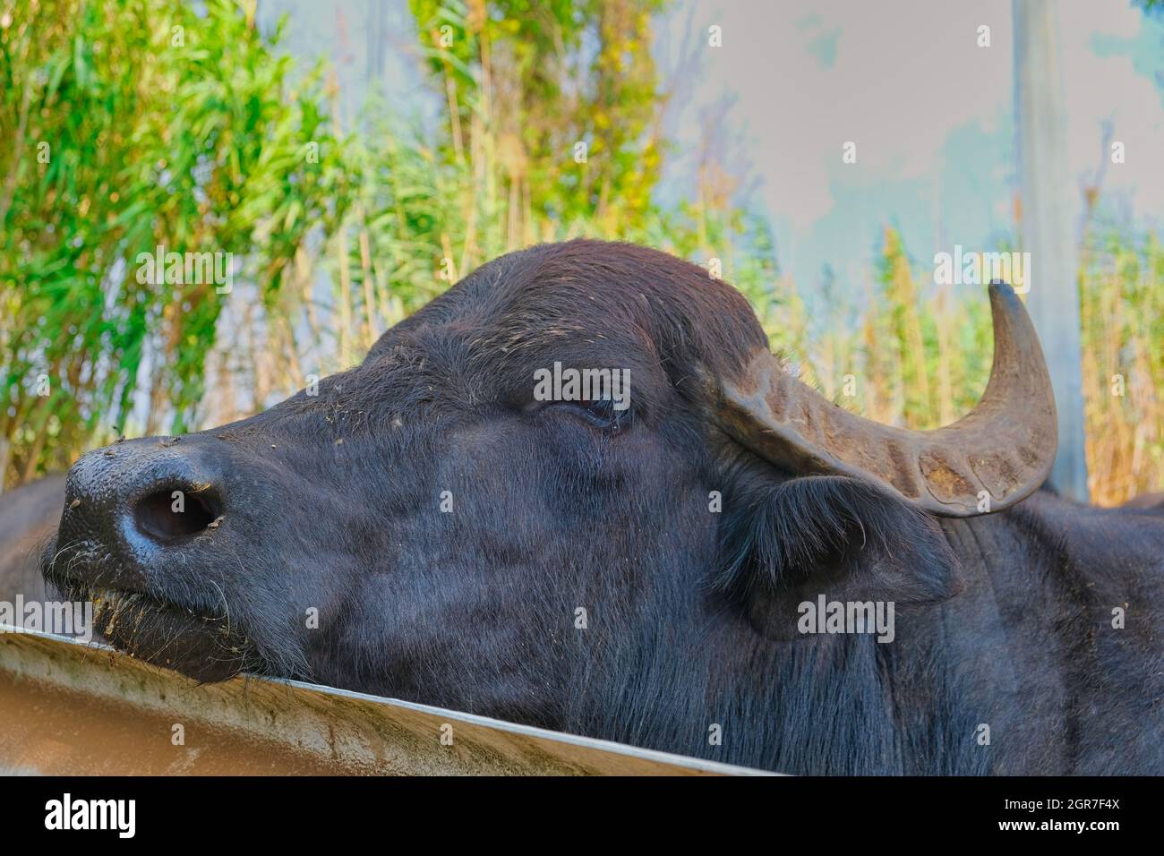 close up of water buffalo Stock Photo - Alamy