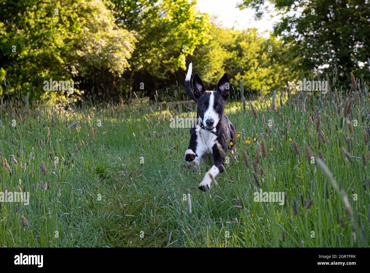 Lurcher puppy dog hi-res stock photography and images - Alamy