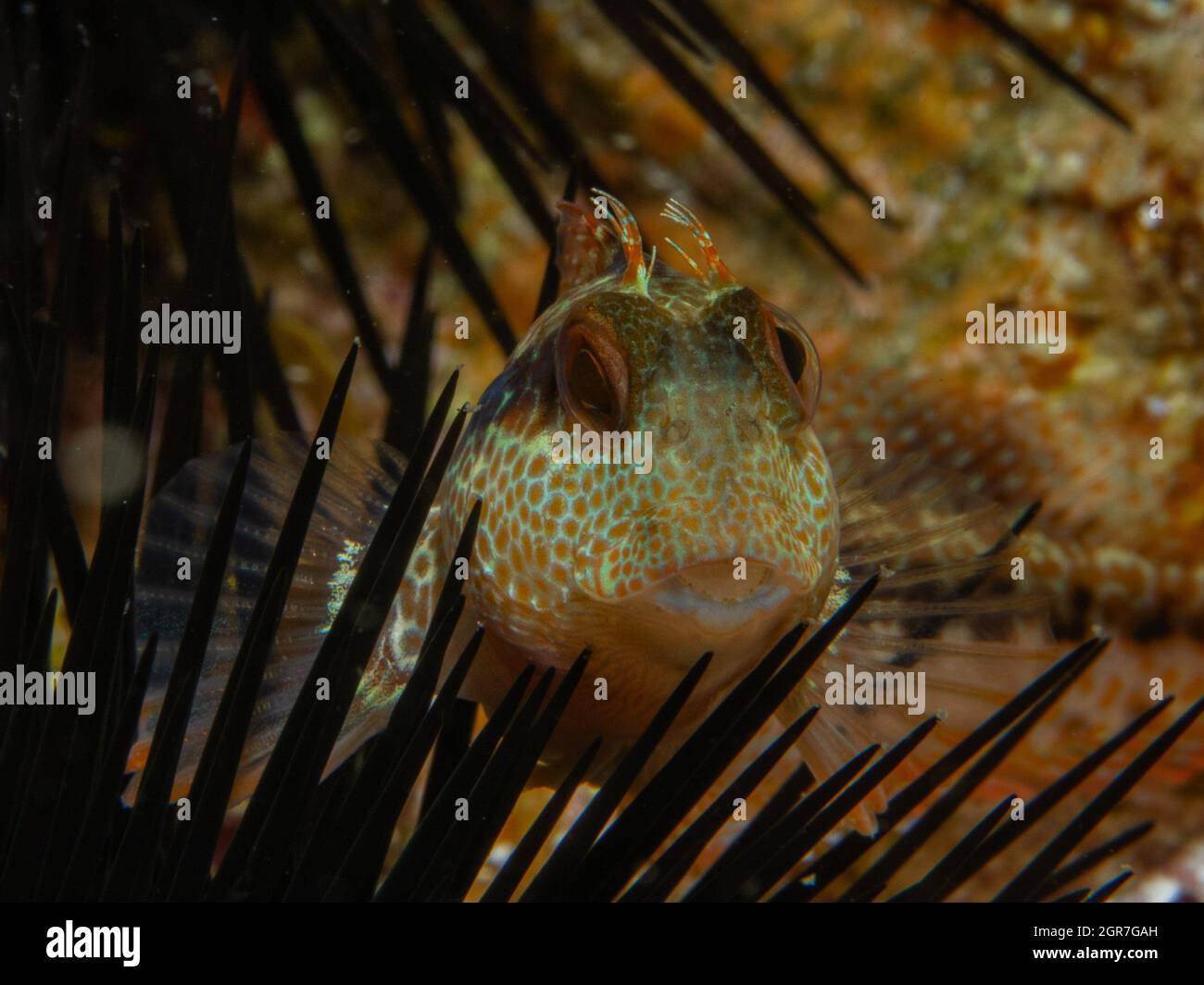 Parablennius hi-res stock photography and images - Alamy