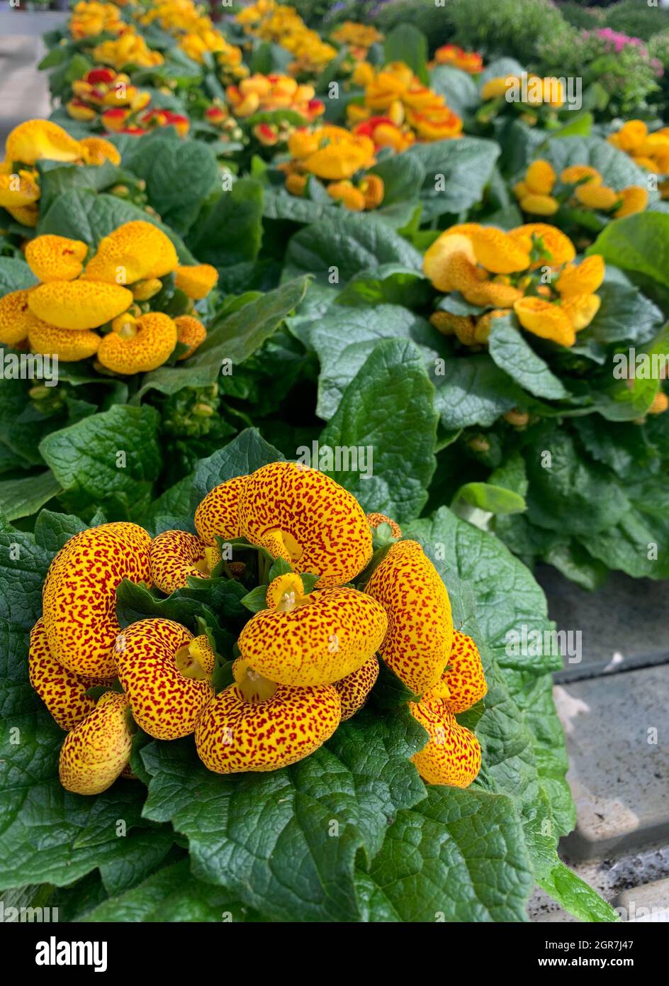 Pocketbook plant hi-res stock photography and images - Alamy