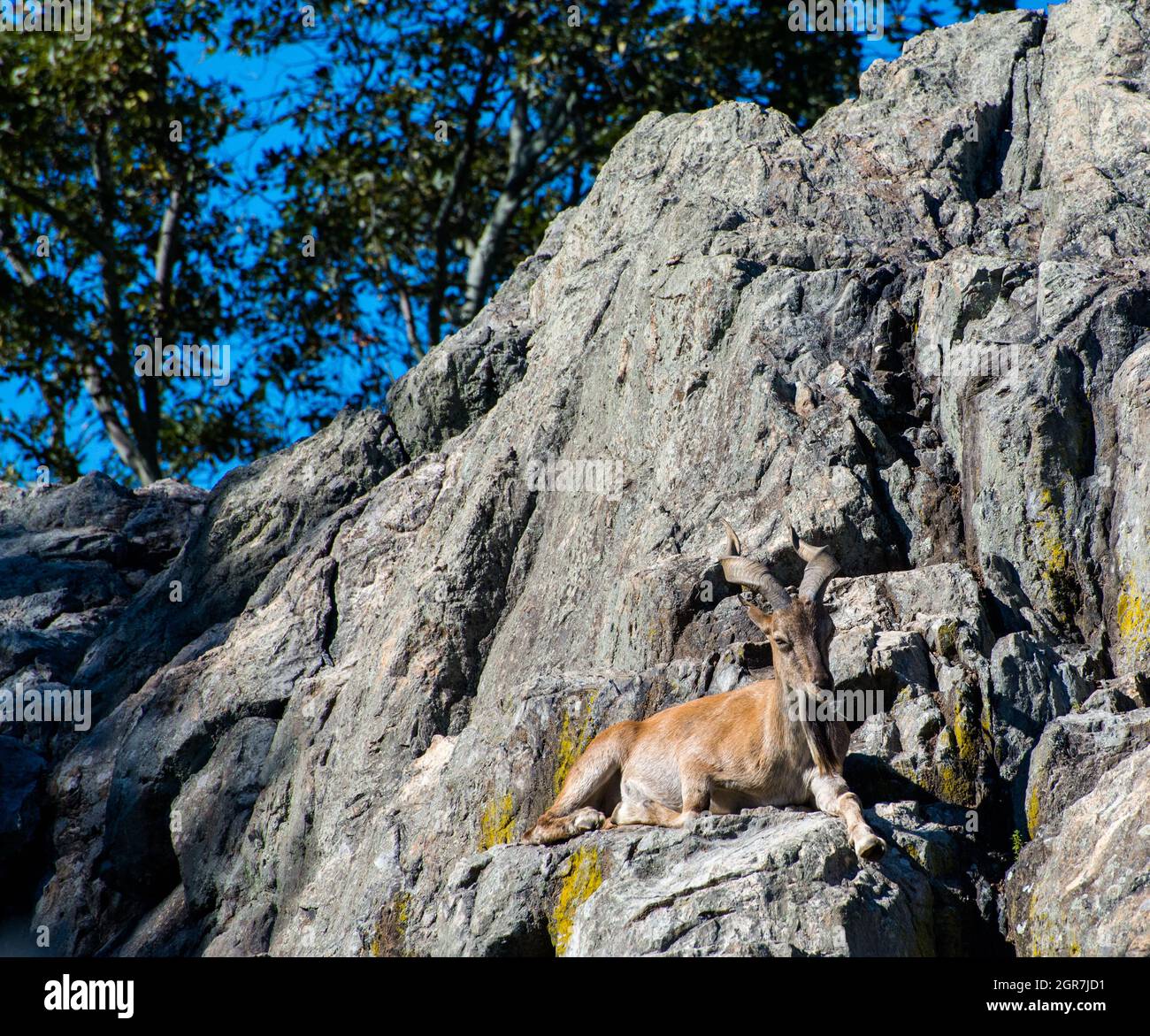 Markhor on mountain hi-res stock photography and images - Alamy