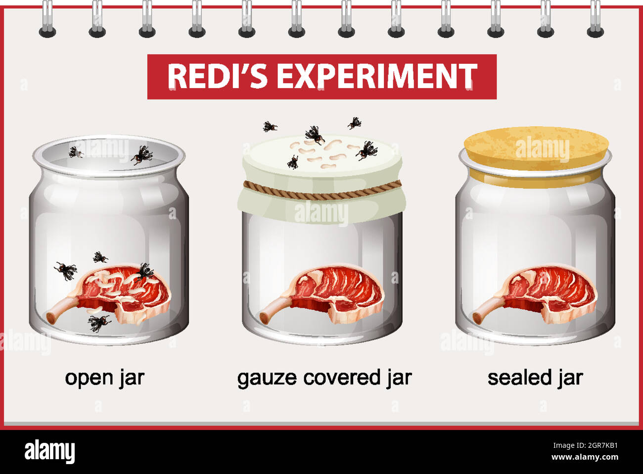 Redi's Experiment diagram for education Stock Vector Image & Art - Alamy