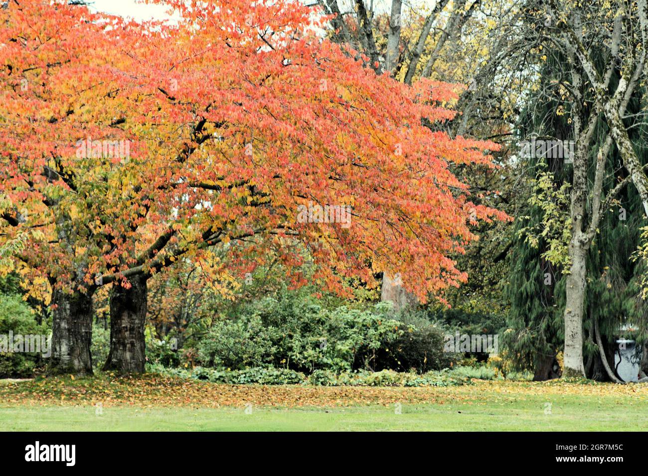 Two beautiful pink fall colored trees with green trees and shrubs in ...