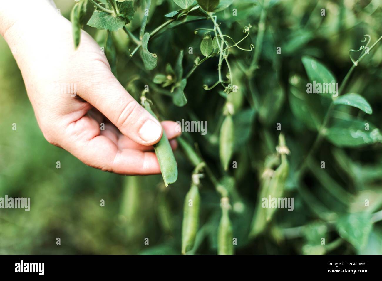 Peas pod tree hi-res stock photography and images - Alamy