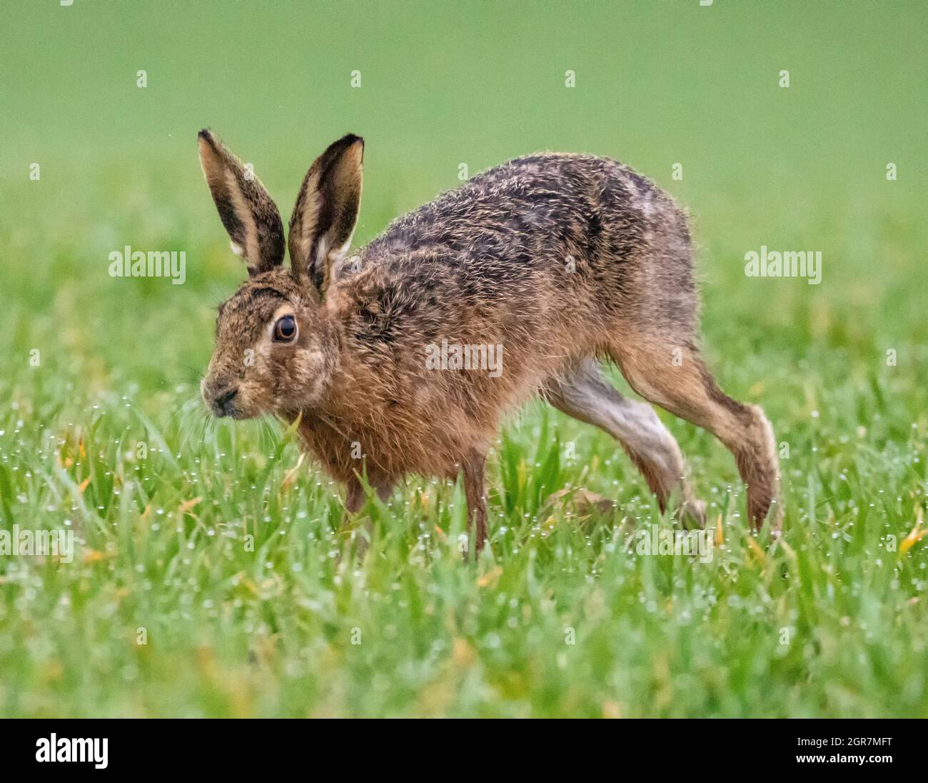 Mens side part hi-res stock photography and images - Alamy