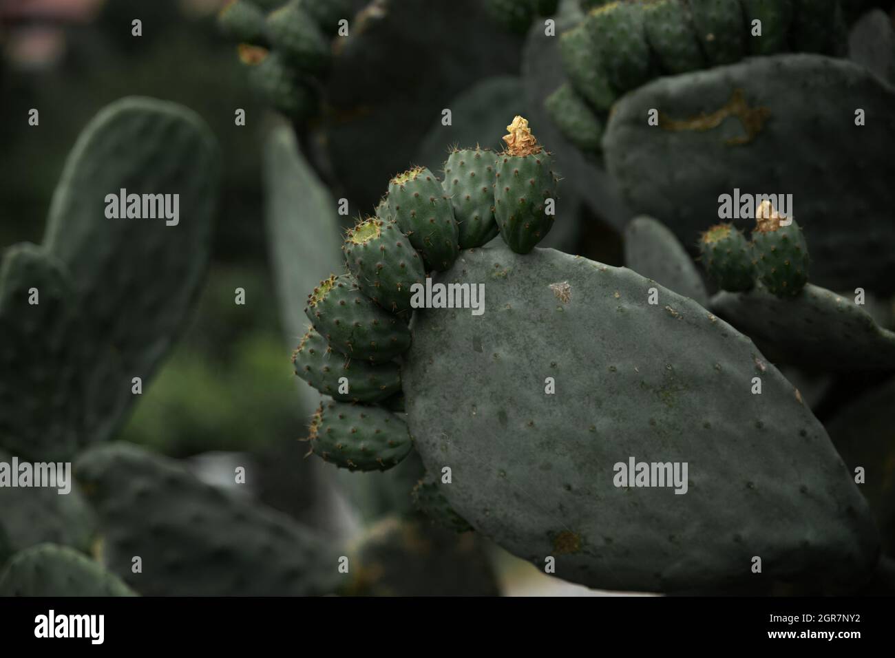 Animals eating cactus hi-res stock photography and images - Alamy