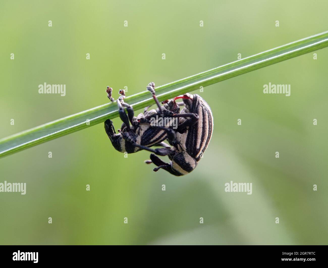 Zebra mating hi-res stock photography and images - Alamy