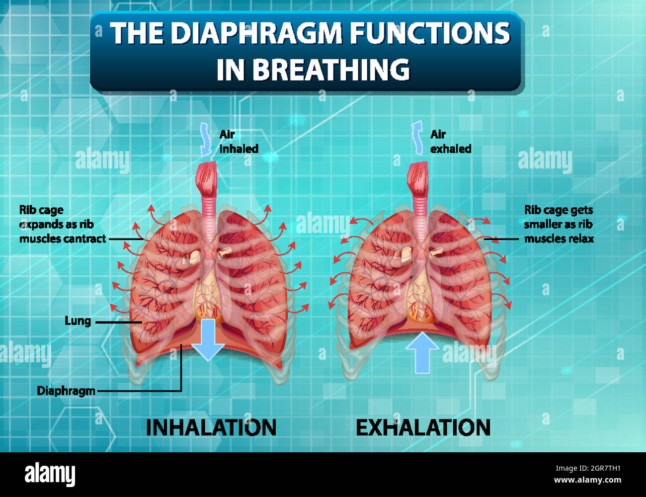 Diaphragm diagram hi-res stock photography and images - Alamy