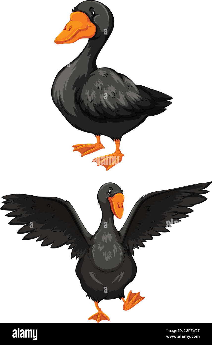 Domestic goose goose farm Stock Vector Images - Alamy