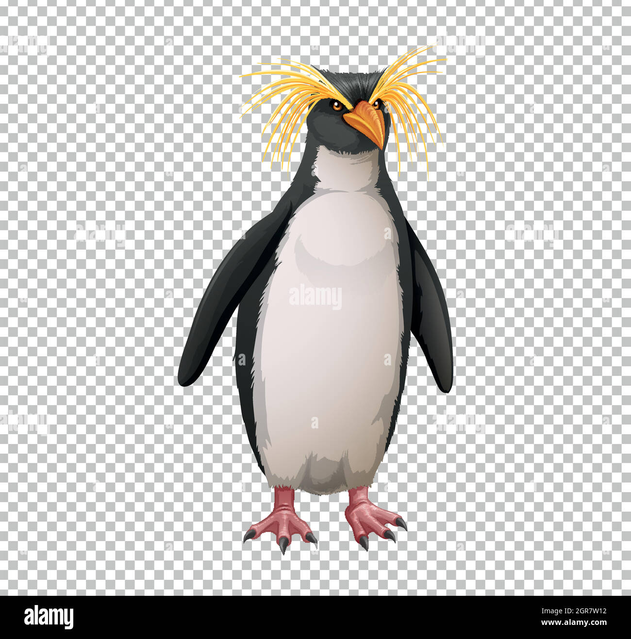 Macaroni penguin on transparent background Stock Vector Image & Art - Alamy