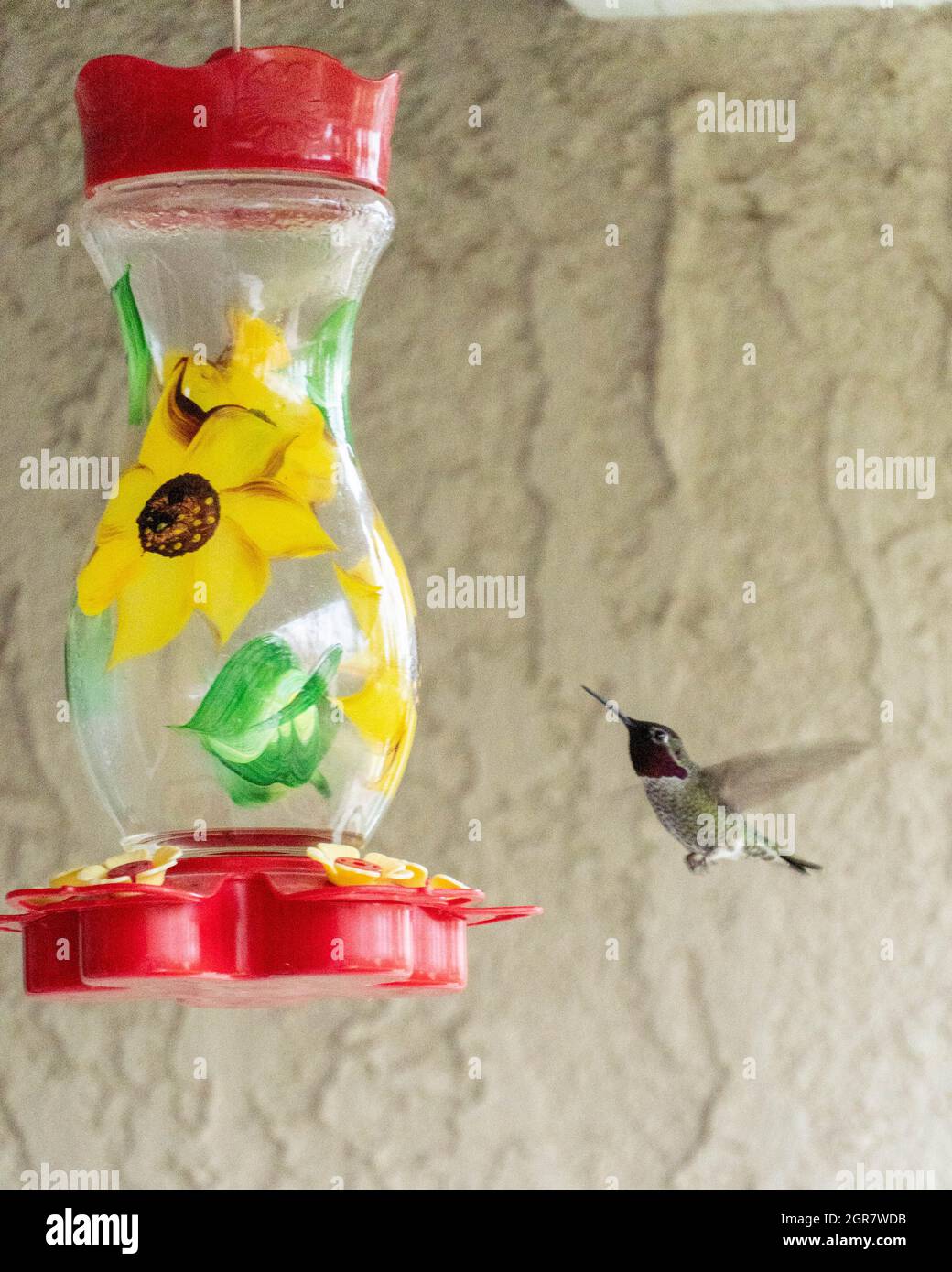 Hummingbird in his natural habitat Stock Photo - Alamy