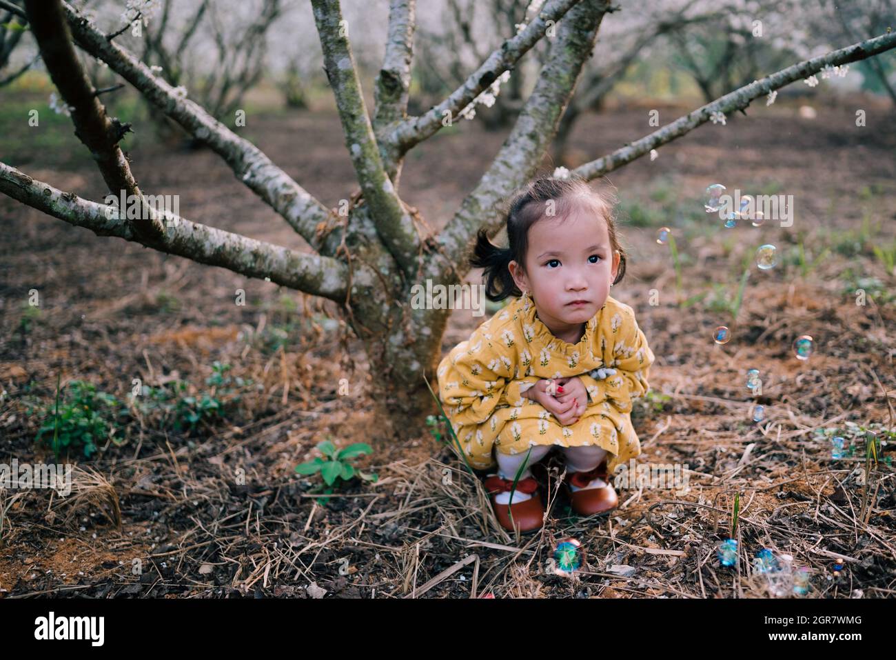 Baby plum tree hi-res stock photography and images - Alamy