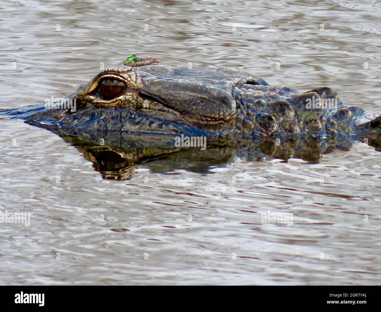 Alligator body underwater hi-res stock photography and images - Alamy