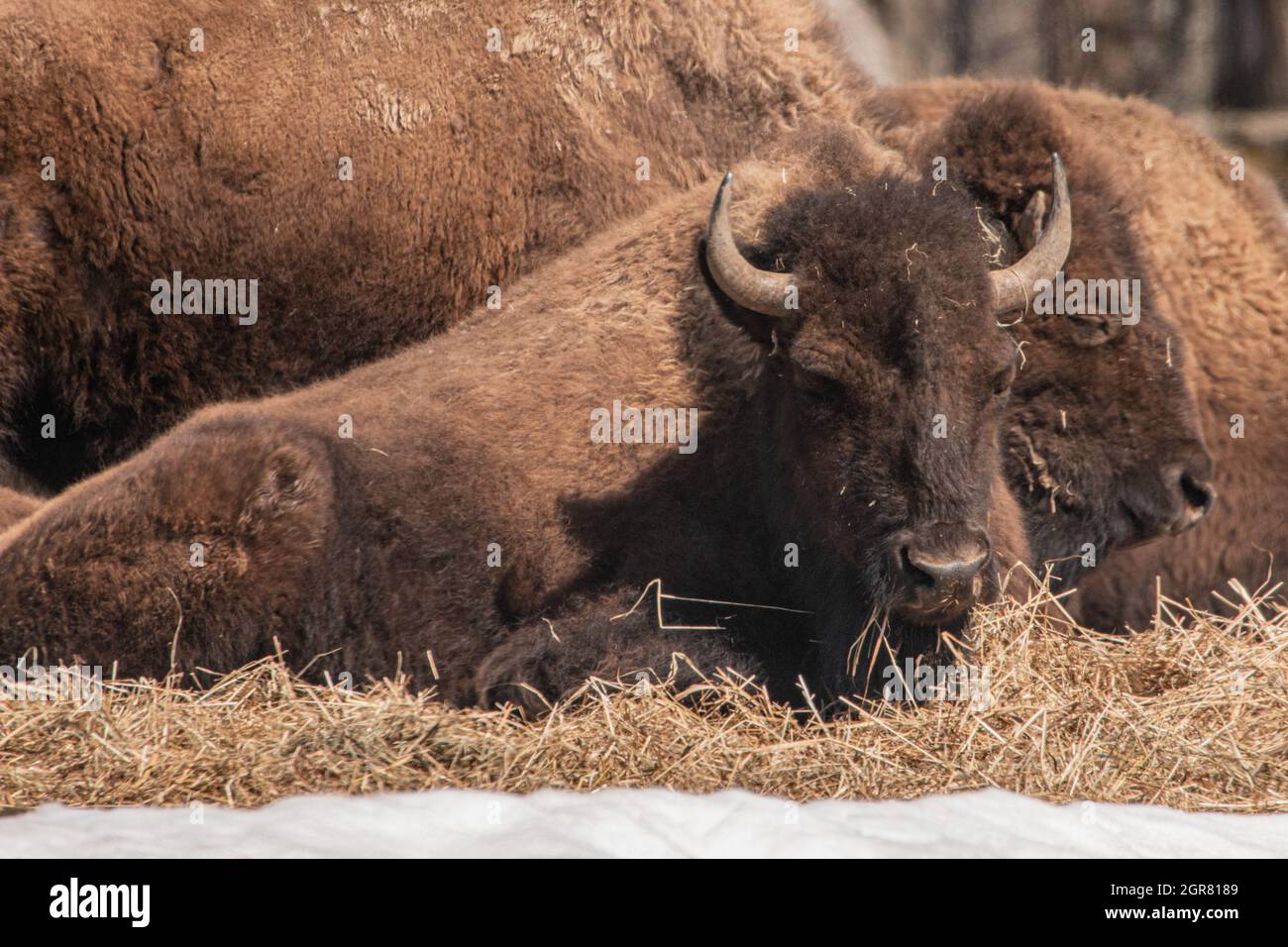 Musk buffalo hi-res stock photography and images - Alamy