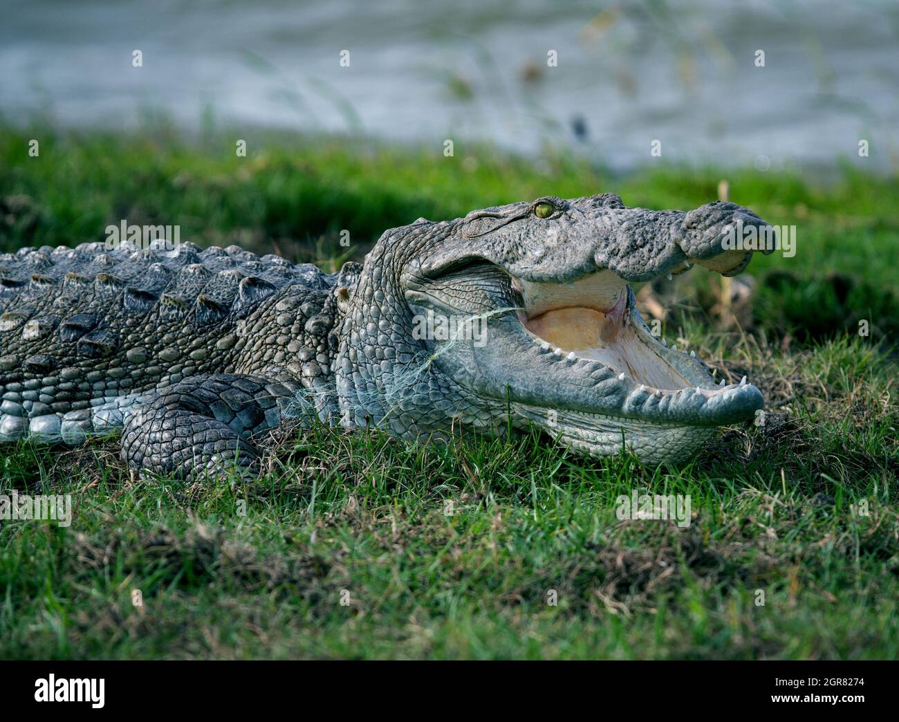 Alligator teeth warning sign hi-res stock photography and images - Alamy