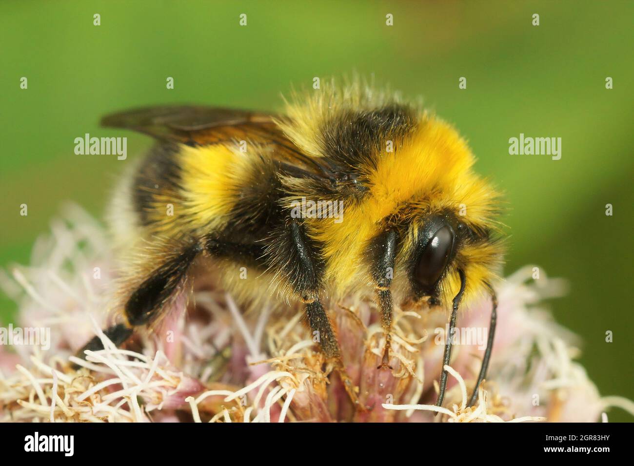 Closeup on a colorful hairy white tailed bumblebee , Bombus lucorum ...