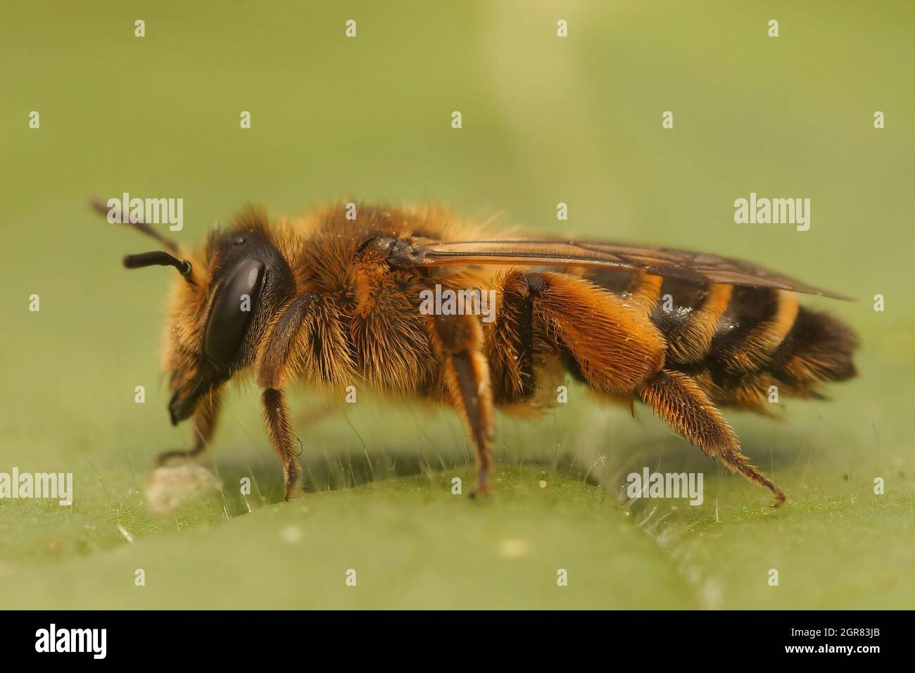 Closeup on a female Yellow legged mining bee, Andrena flavipes Stock ...