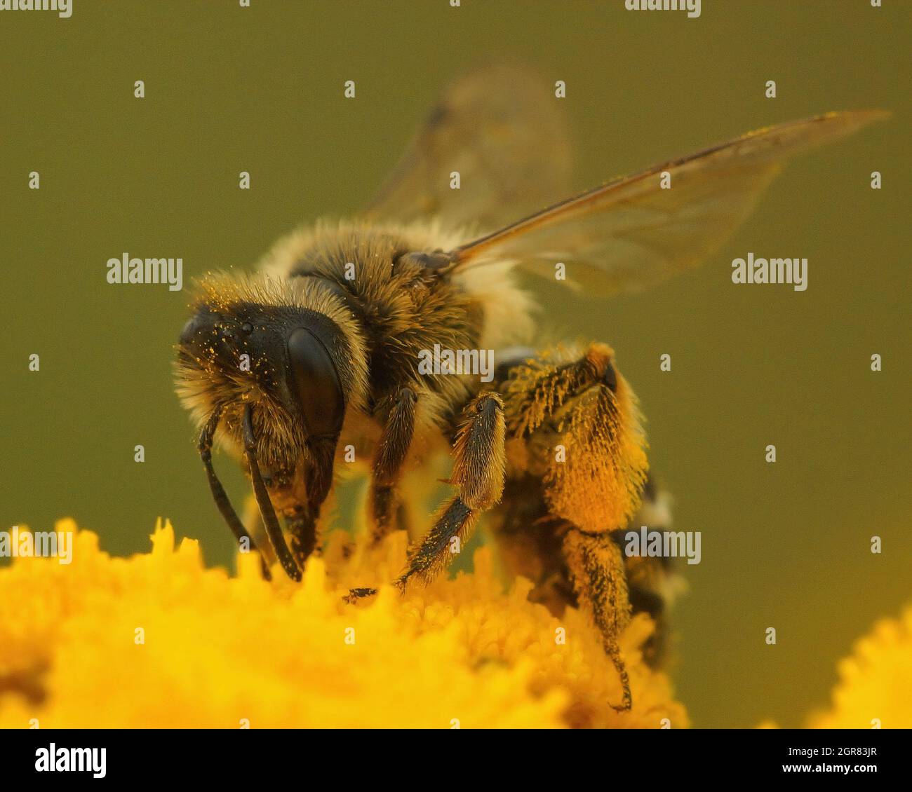 Closeup on a female yellow legged mining bee, Andrena flavipes Stock ...
