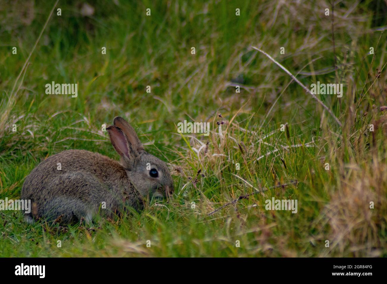 Full rabbit body hi-res stock photography and images - Alamy