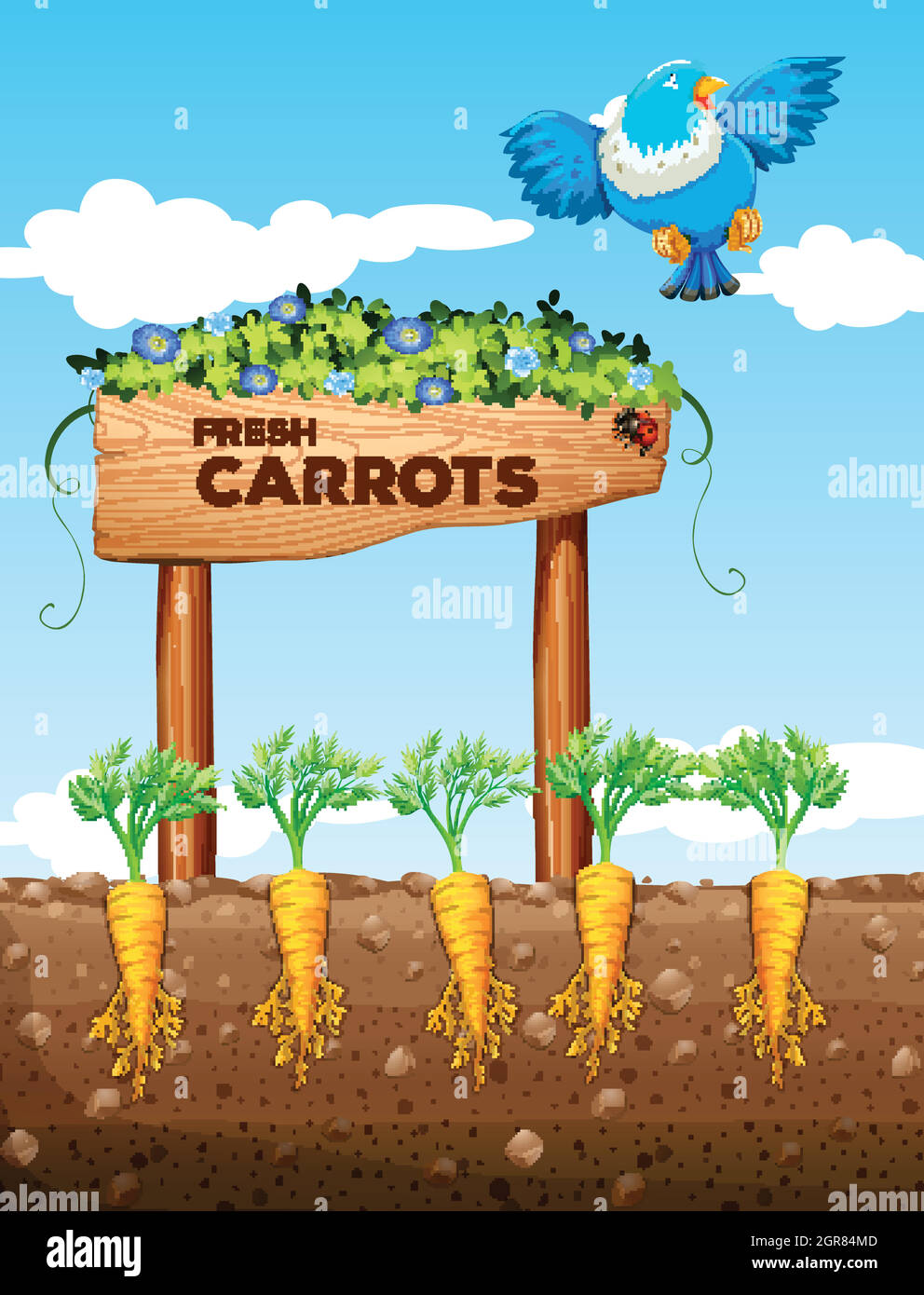 Farm with fresh carrots and sign Stock Vector Image & Art - Alamy