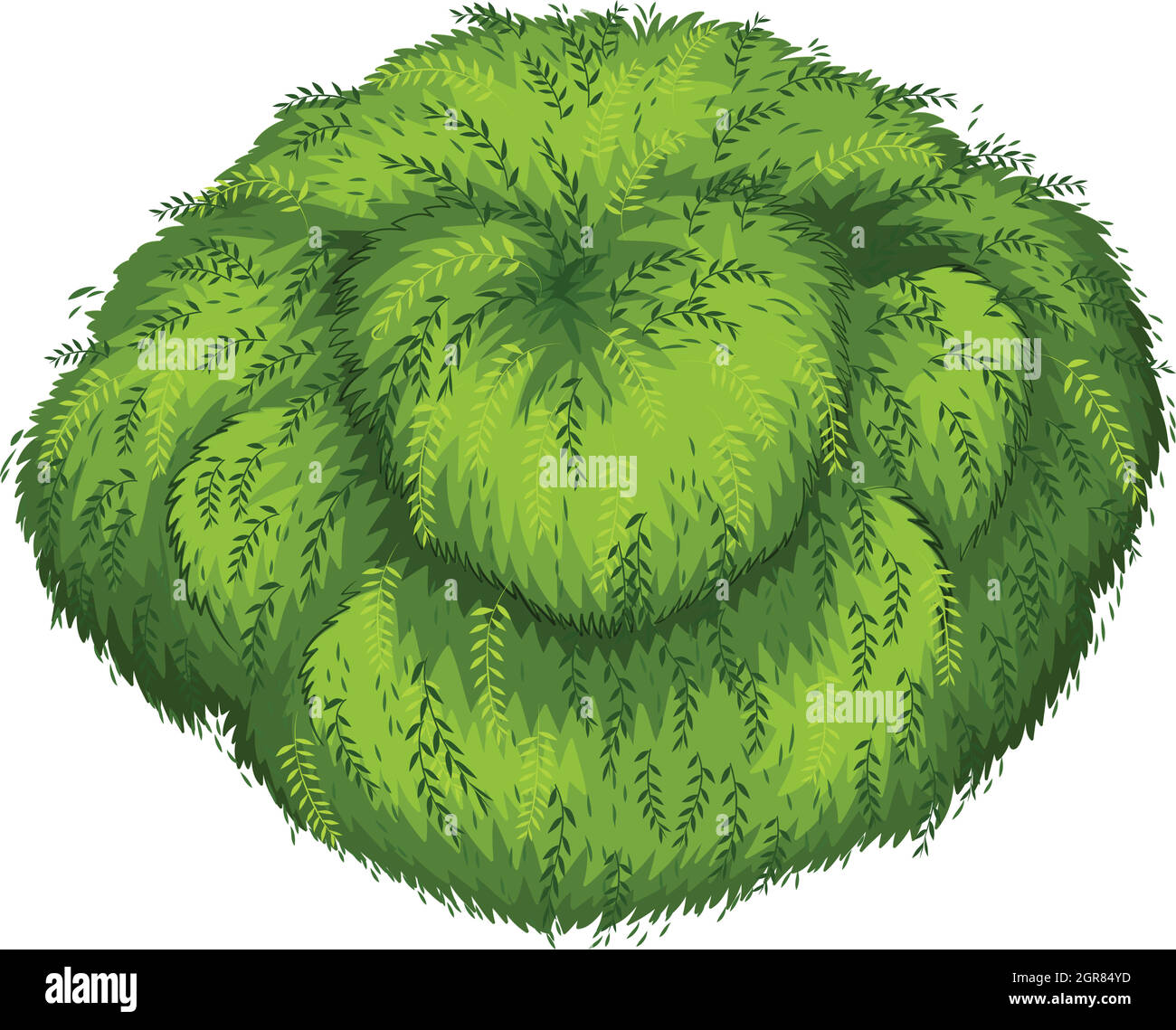 Pepper tree illustration hi-res stock photography and images - Alamy