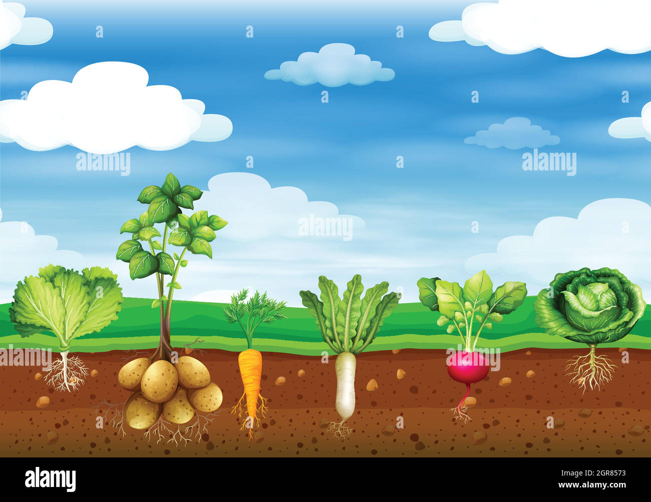 Potato in the ground Stock Vector Images - Alamy