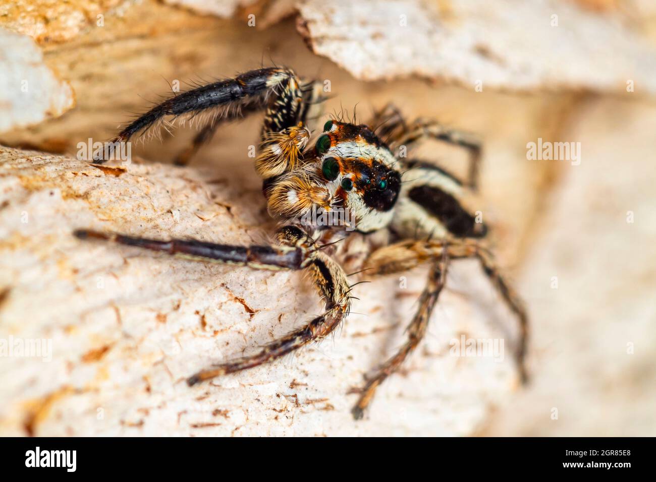 Spider exoskeleton hi-res stock photography and images - Alamy
