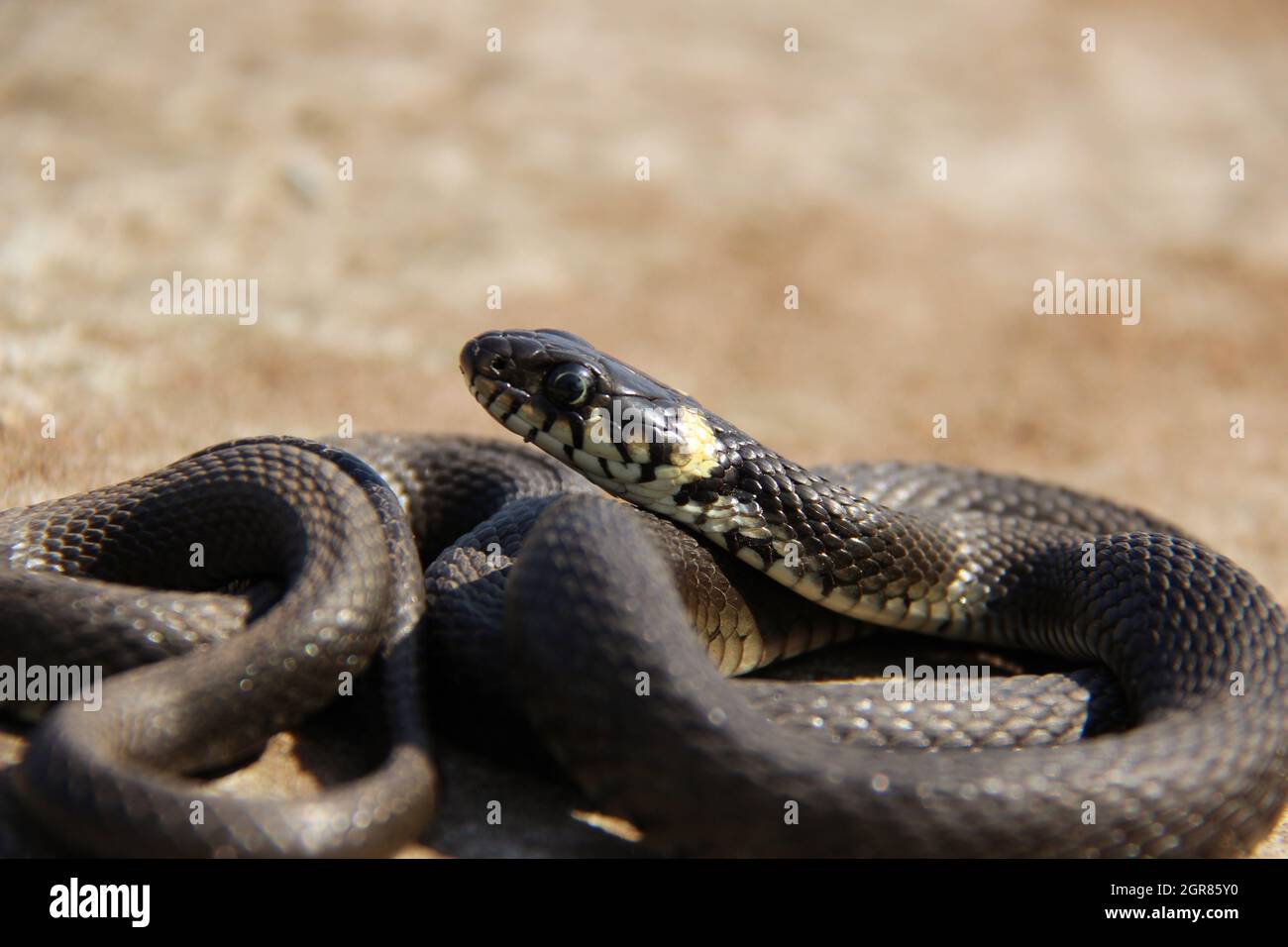 Bearded snake hi-res stock photography and images - Alamy