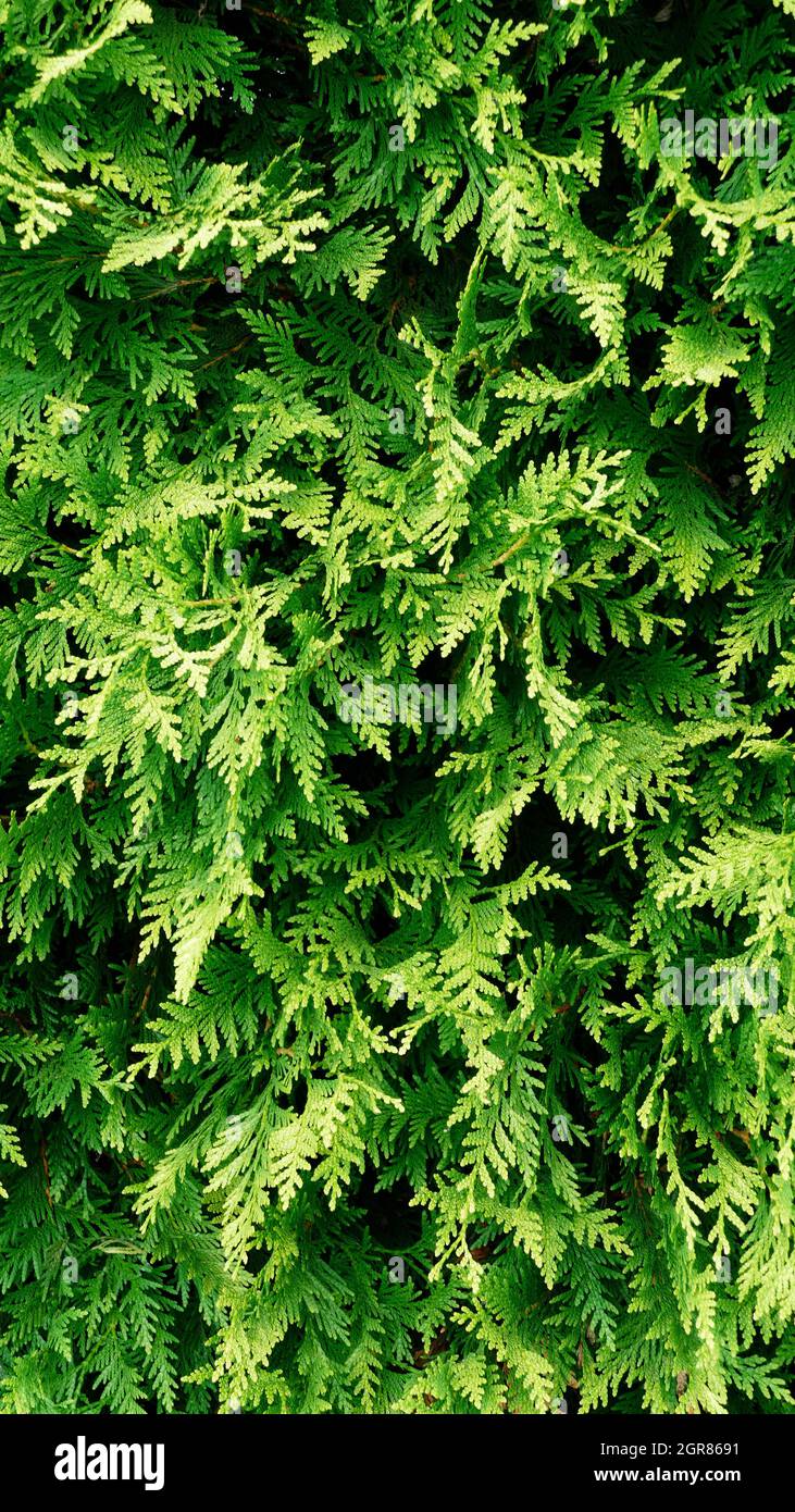 Conifer conifers hi-res stock photography and images - Alamy