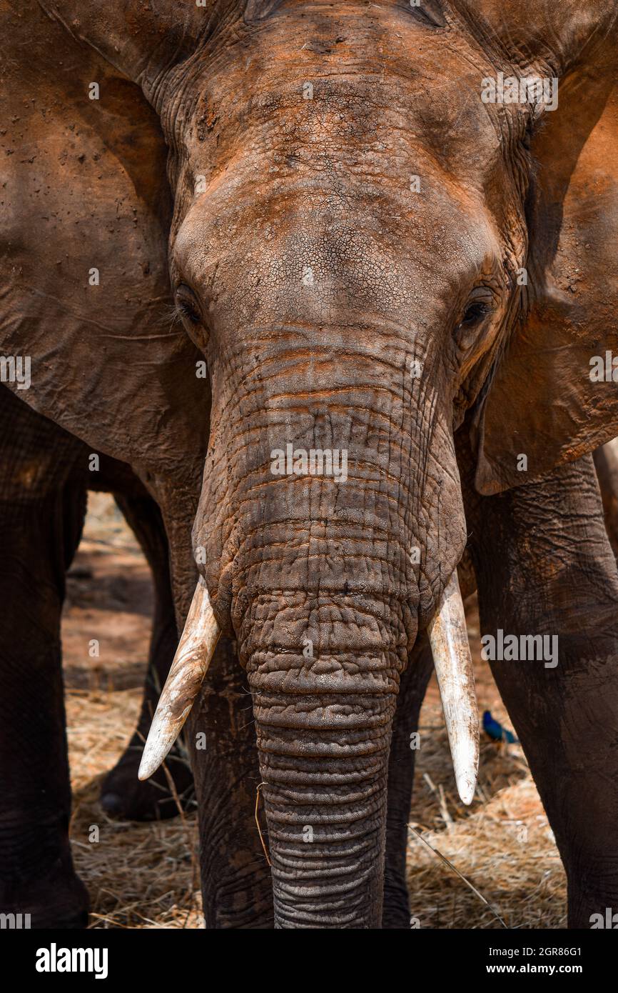 Close up african elephant forehead hi-res stock photography and images ...
