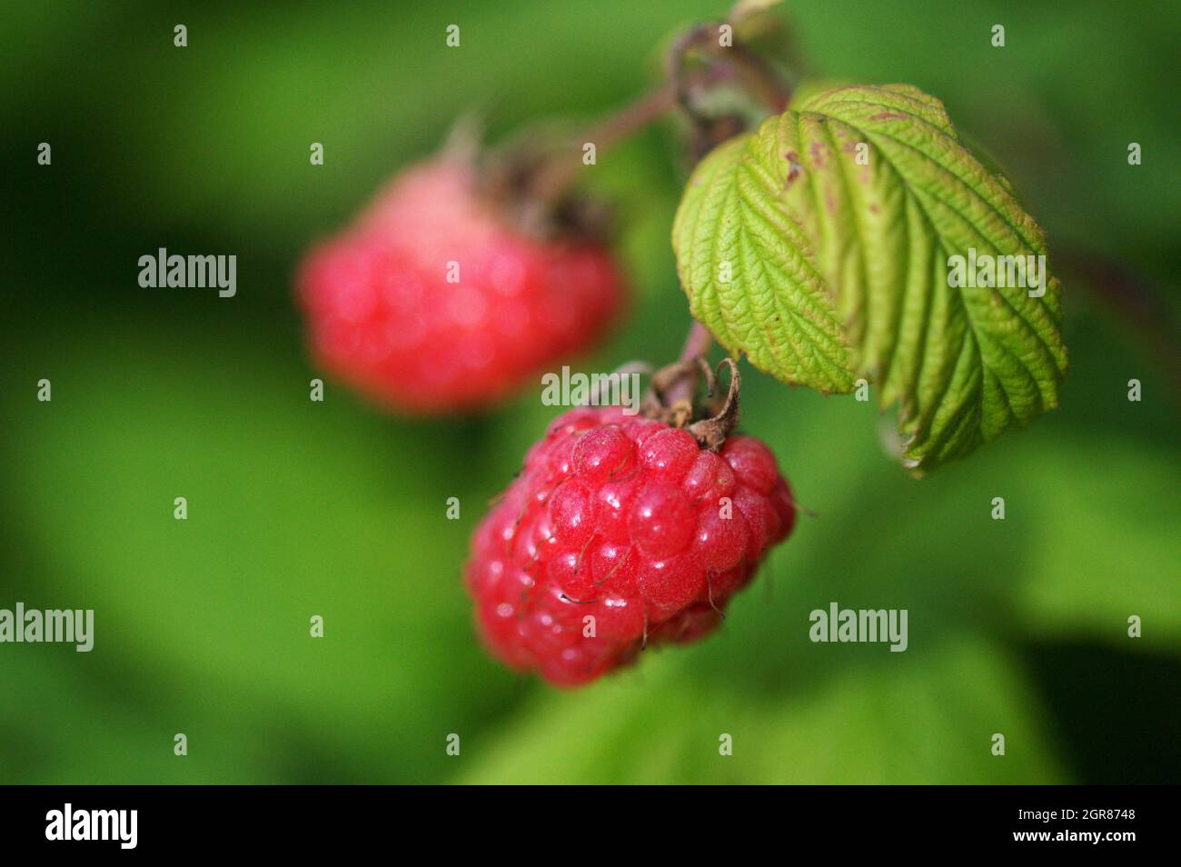 Loganberry bush hi-res stock photography and images - Alamy