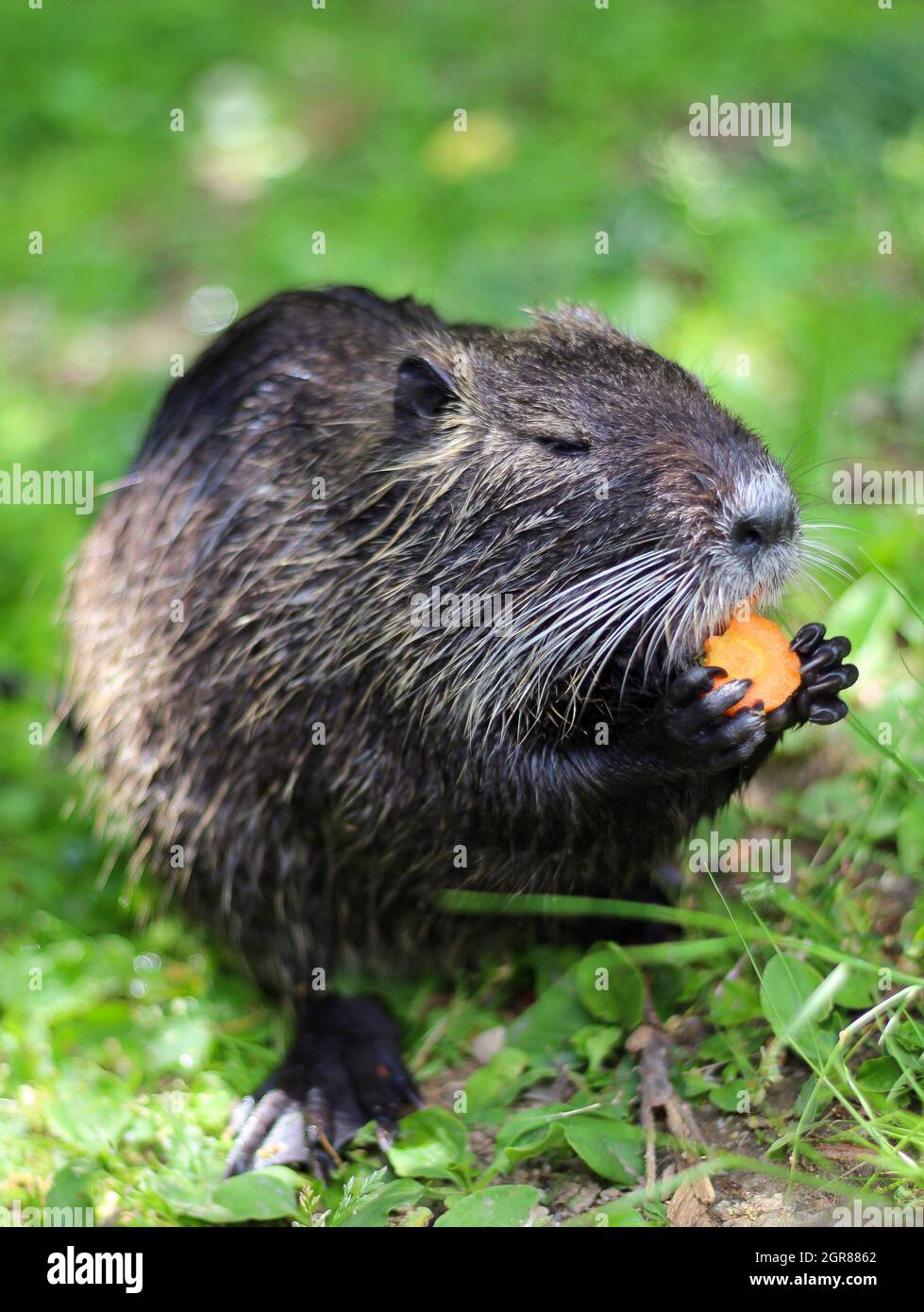Nutria eating carrot hi-res stock photography and images - Alamy