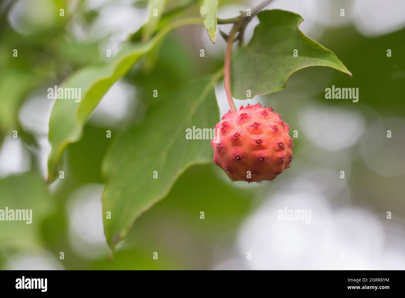 Cornus kousa fruit hi-res stock photography and images - Alamy