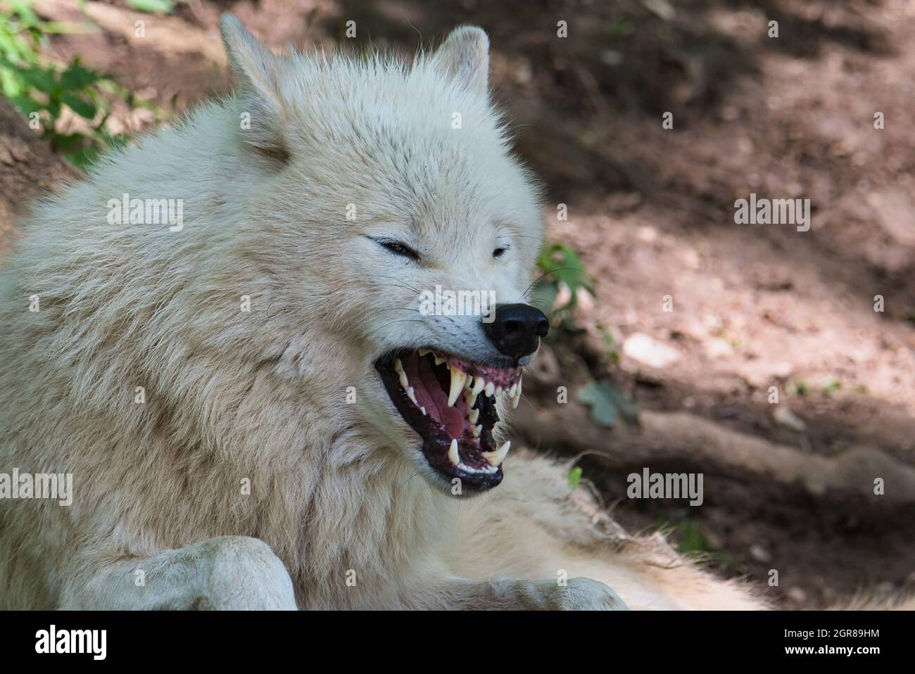 Wolf Baring Teeth High Resolution Stock Photography and Images - Alamy
