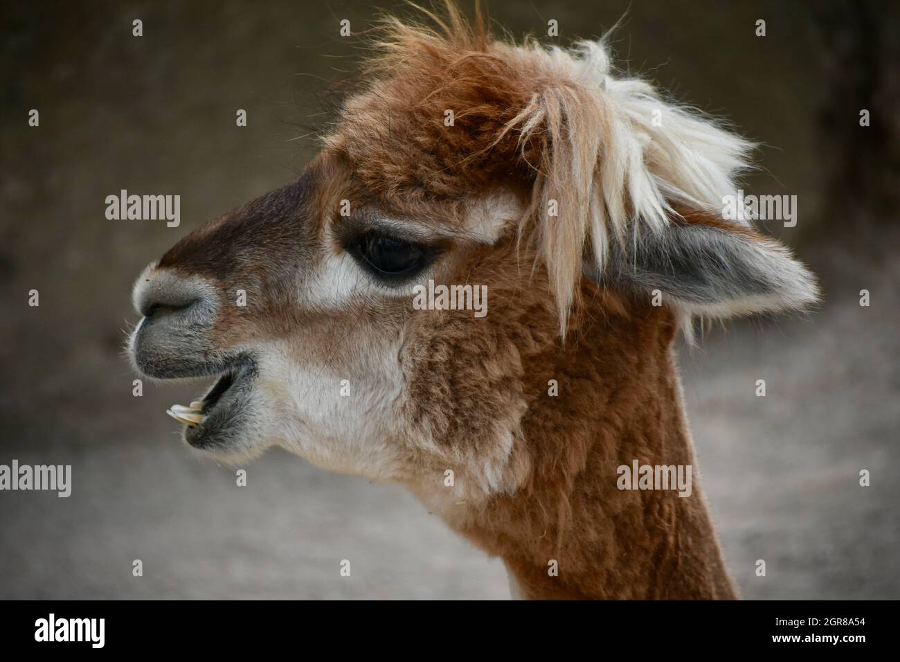 Profile llama animal head hi-res stock photography and images - Alamy