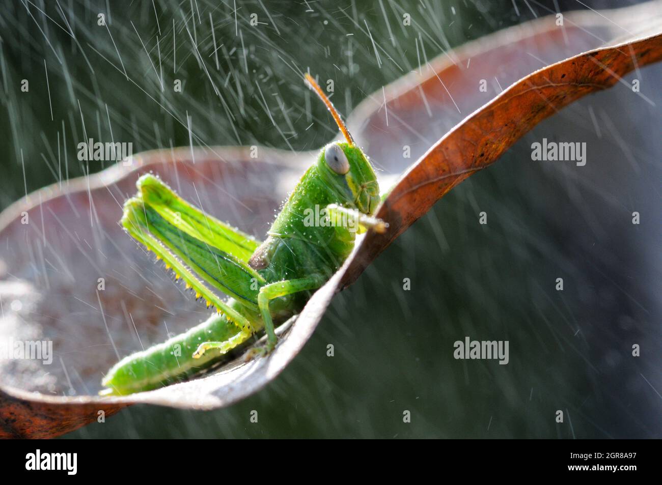 Grasshopper leaf rain hi-res stock photography and images - Alamy