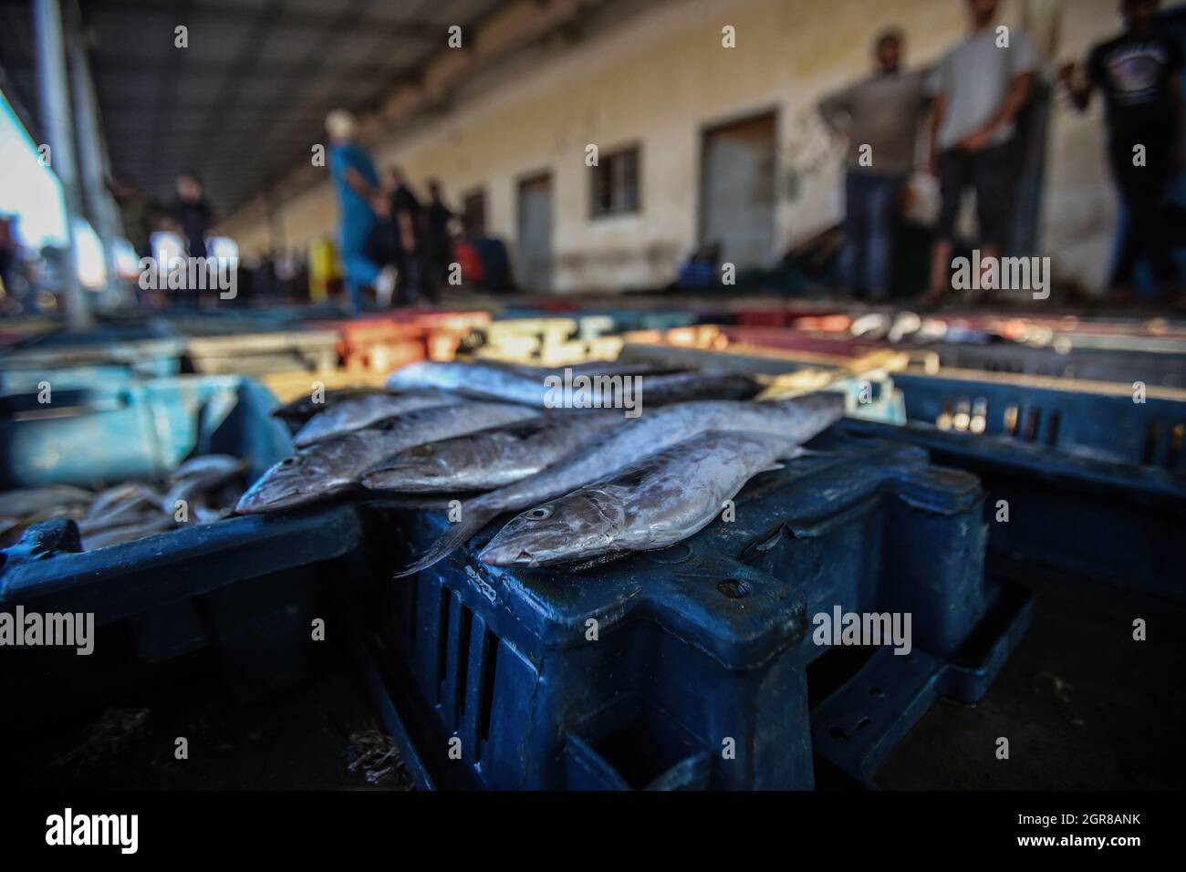 Gaza, Palestine. 30th Sep, 2021. Different types of fish are being ...