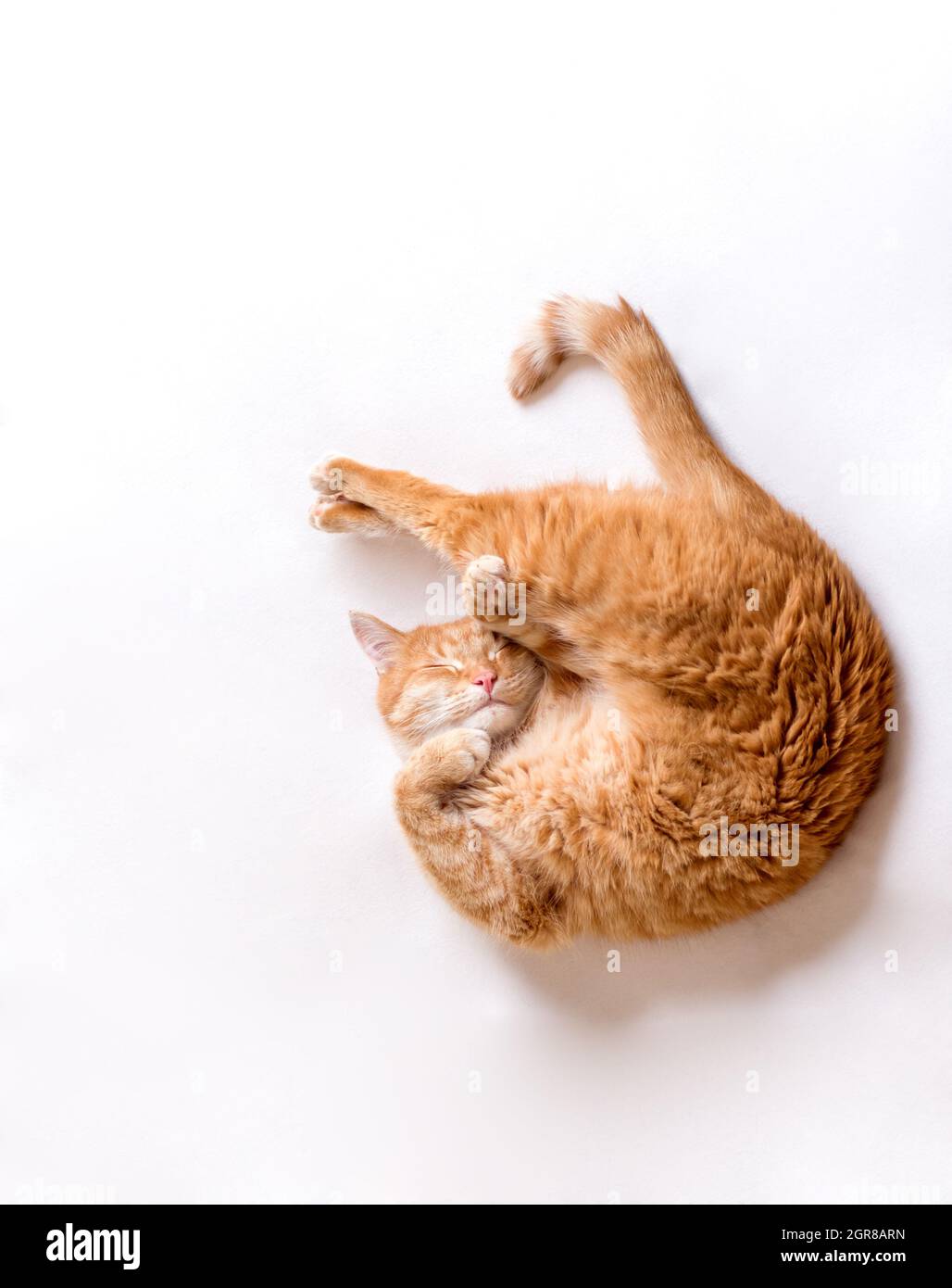 Cat in funny position hi-res stock photography and images - Alamy