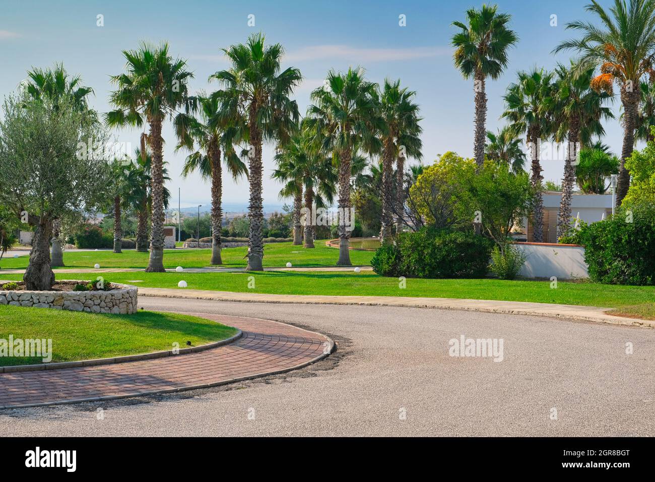 olive trees and tall palm trees Stock Photo - Alamy