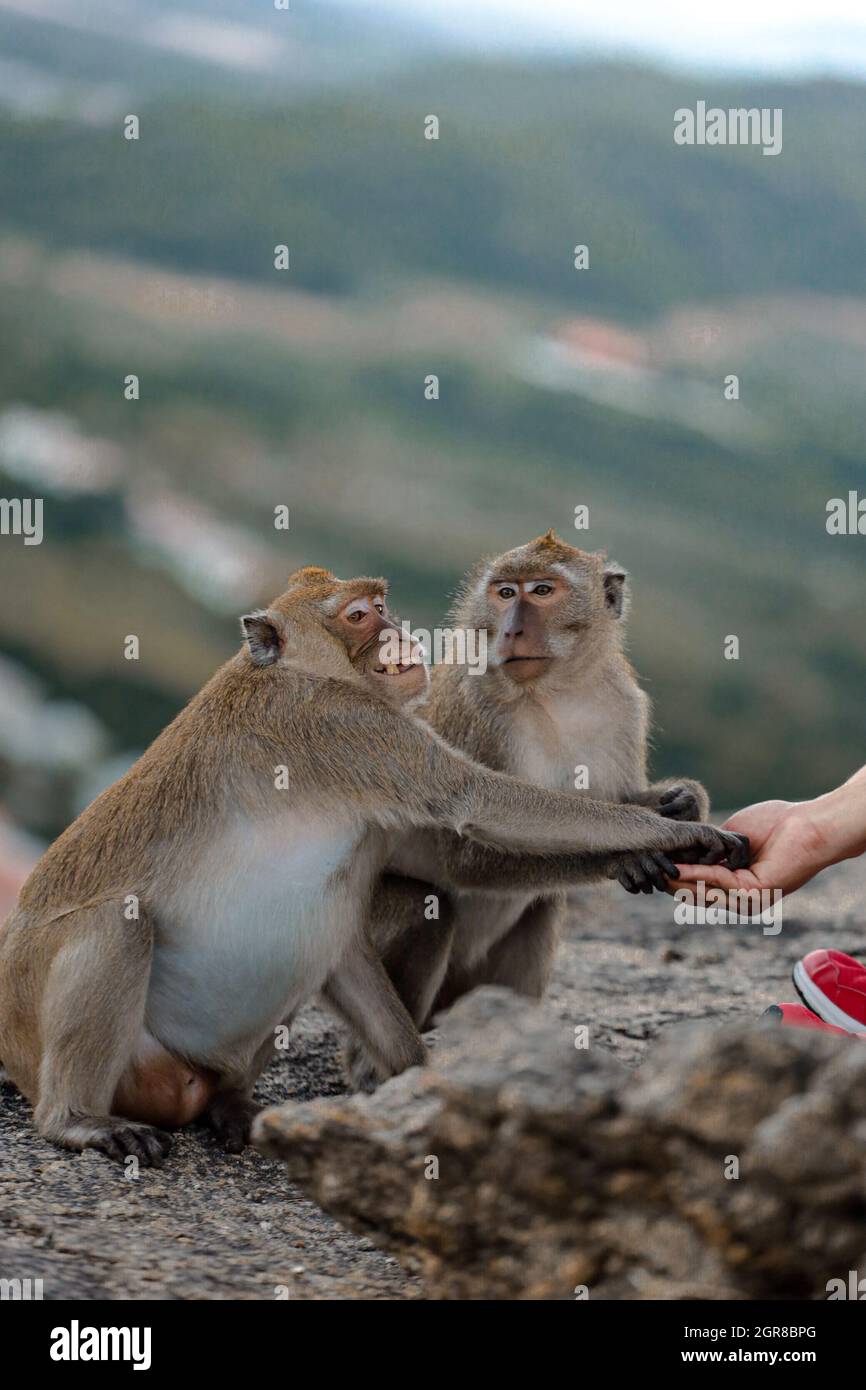 Group of monkeys hi-res stock photography and images - Alamy
