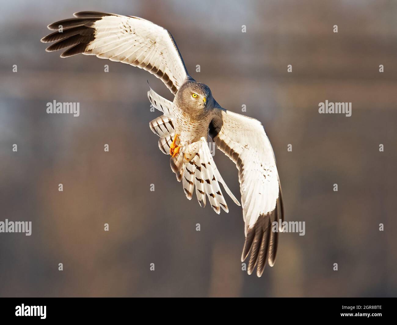 Male Northern Harrier Hawk in Flight Stock Photo - Alamy