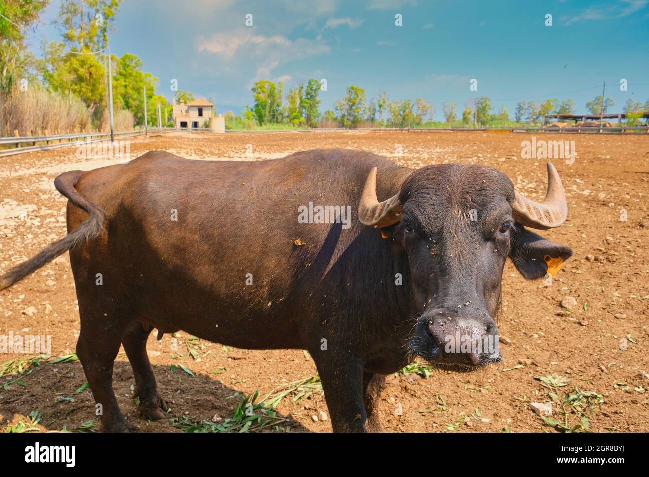 Water buffalo cheese hi-res stock photography and images - Alamy