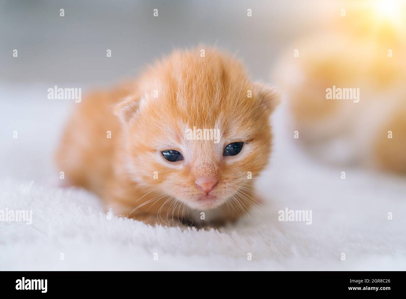 Prisoner cat hi-res stock photography and images - Alamy