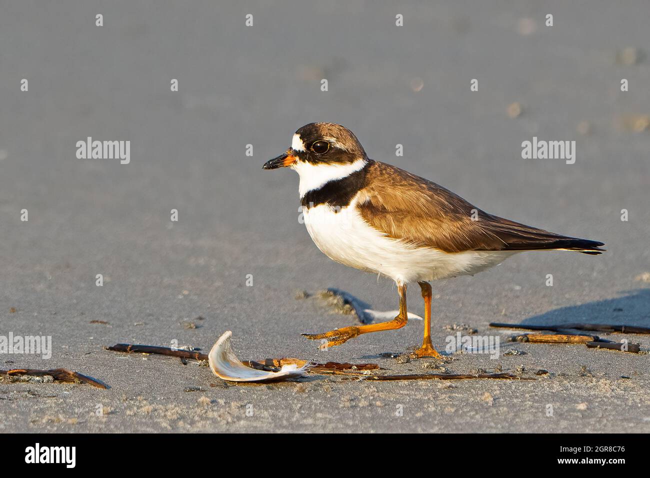 Semipalmated Plover Walking on the Beach Stock Photo - Alamy