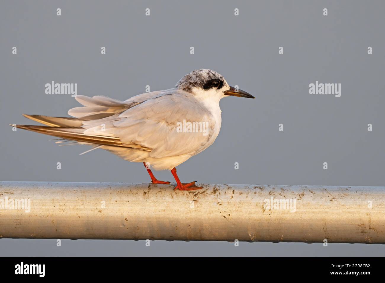 Forsters tern sterna forsteri juvenile hi-res stock photography and ...