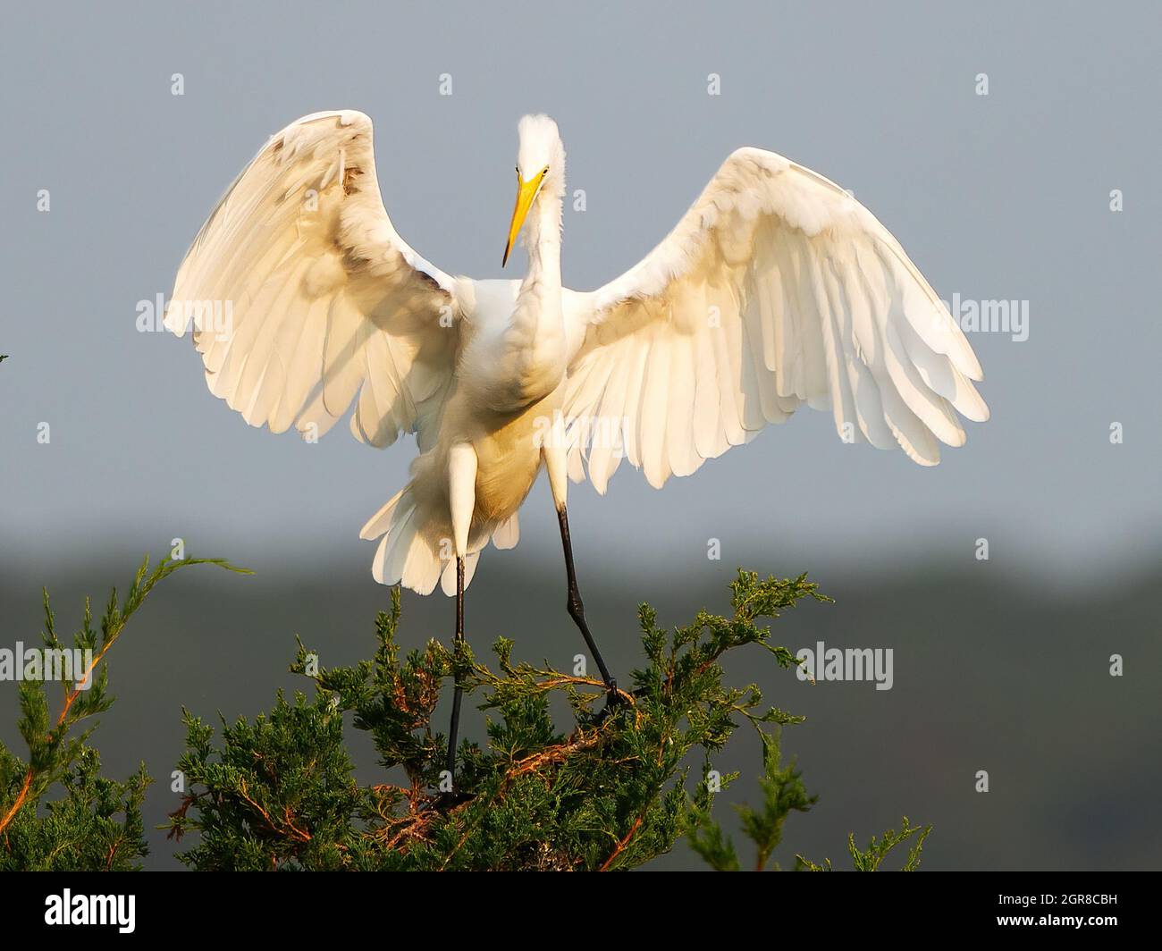 Angel egret hi-res stock photography and images - Alamy